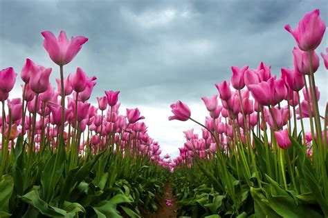 Banco de Imágenes Gratis 30 fotos de tulipanes en varios colores para