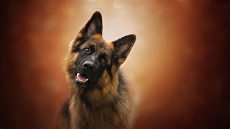 汪星人德国牧羊犬高清壁纸 图片编号21833 壁纸网