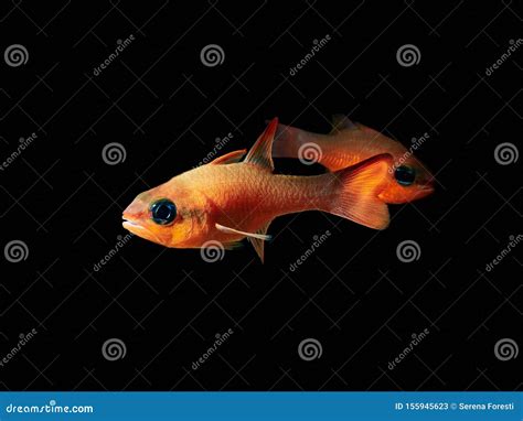 Roter Fisch Auf Schwarzem Hintergrund Stockbild Bild Von Farbe