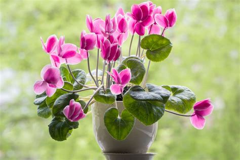 20 Flowering Indoor Plants For A Colorful Home