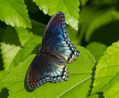 Motyl Owad Skrzydlaty Darmowe zdjęcie na Pixabay Pixabay