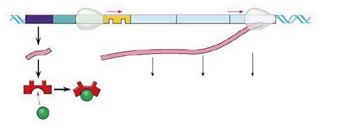 Lac Operon Diagram Quizlet