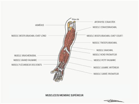 Muscles du membre supérieur Fiches IDE