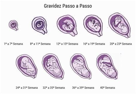 5 Semanas de Gravidez Guia do Bebê Explore o universo das apostas