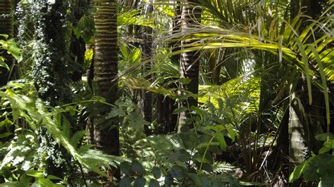 Biomas brasileiros diferenças e características VouPassar