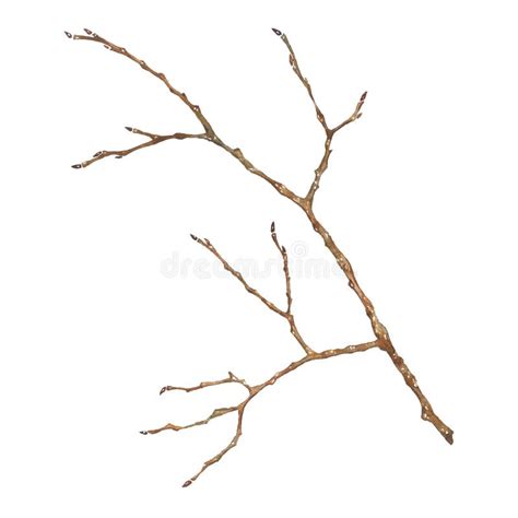 Tree Branch Isolated On White Watercolor Art Stock Illustration