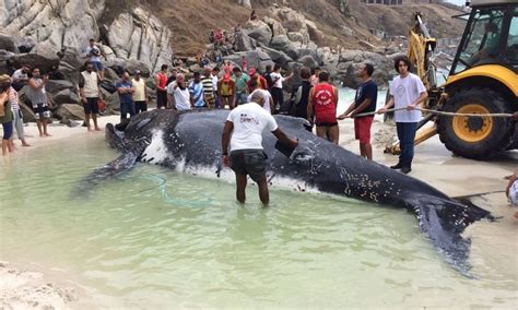 Baleia jubarte encalha em praia de Arraial do Cabo na Região dos Lagos