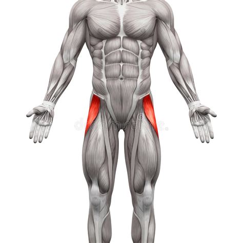 ANATOMÍA DEL YOGA JUNIO Escuela Mahashakti