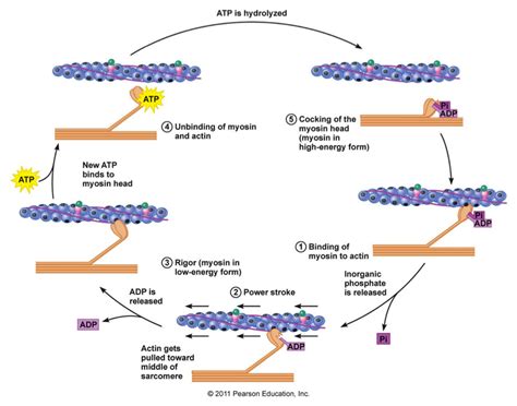 Sarcomere Contraction