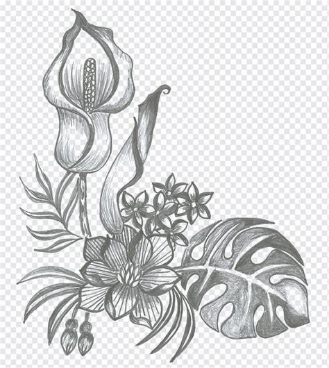 Orient Botany Plant Blade Orchid Kala Bloom Hand Drawing Sketch