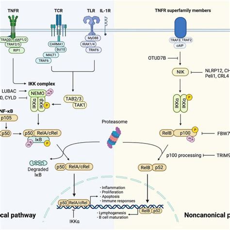 Canonical And Non Canonical Nf B Pathway The Canonical Pathway Is