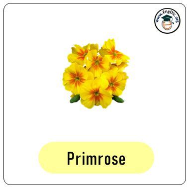 300 List Of Flowers Name With Pictures Flower Names EngDic List