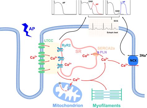 EC coupling AP induces Ca² entry through the LTCC channels that