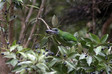 Foto Takur Warna Warni Burung Cantik Dilindungi Mongabay Co Id