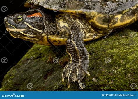The Red Eared Slider Trachemys Scripta Elegans Stock Photo Image Of