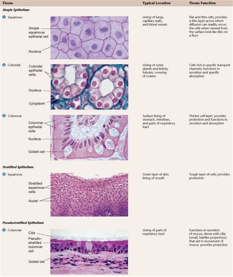 Describe All Epithelial Tissues Printable Anatomy Worksheets