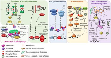 Mechanisms Of Endocrine Resistance In ER Breast Cancer ER Breast
