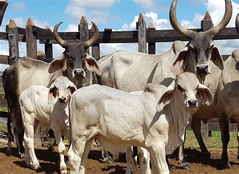 Guzerá Leiteiro a raça de sucesso produtivo e lucrativa Conteúdo e