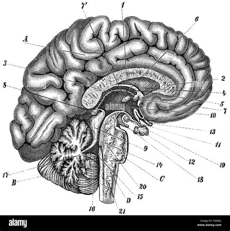 Detalles 79 Partes Del Cerebro Humano Dibujo Muy Caliente Camera Edu Vn