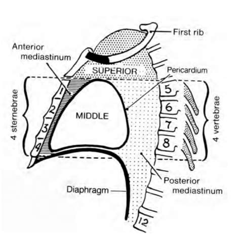 Superior And Posterior Mediastinum Flashcards Quizlet