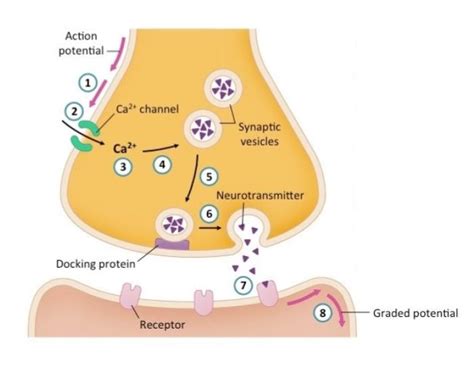 Transmission Across A Synapse Diagram Quizlet