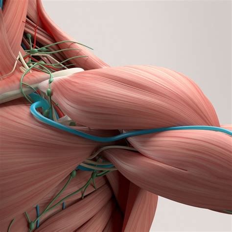 Pin On Rotator Cuff
