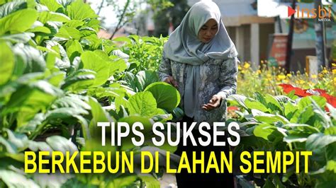 Berkebun Di Pekarangan Rumah Setiap Hari Panen YouTube