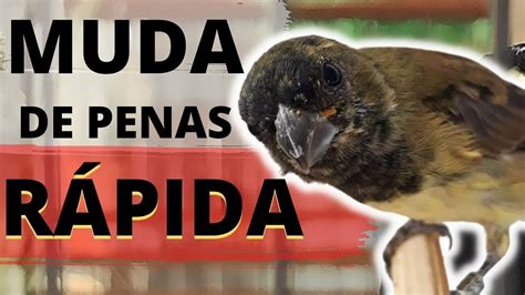 3 TRUQUES PRA ACELERAR MUDA DE PENAS COLEIRO PAPACAPIM YouTube