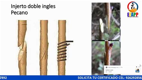 CURSO GRATUITO PODA E INJERTOS DE ARBOLES FRUTALES YouTube