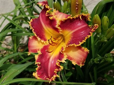 Photo Of The Bloom Of Daylily Hemerocallis Fangs A Lot Posted By