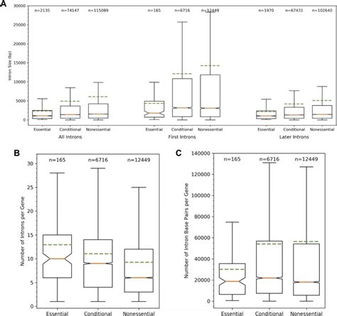 on the relation of gene essentiality to intron structure a computational and deep learning