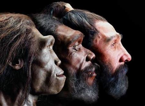 Evoluci N Del Hombre Qu Es Concepto Y Definici N