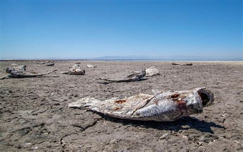 The Salton Sea