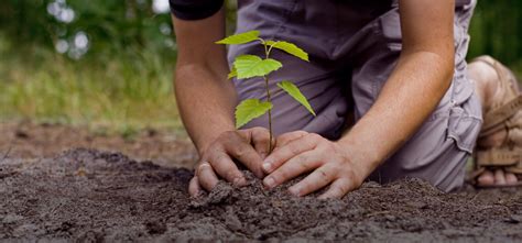 10 razones para plantar un árbol Parques Alegres I A P