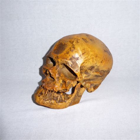 Cro Magnon Skull Skeletonsandskullssuperstore