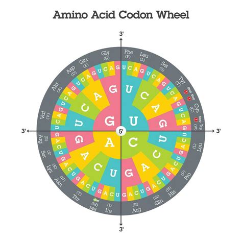 Amino Acid Codon Table Cabinets Matttroy