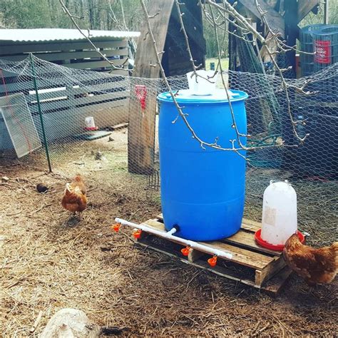 It S Really Important To Make Sure Your Backyard Chickens Have Constant