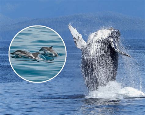 Día Mundial de las Ballenas y los Delfines TSM Noticias