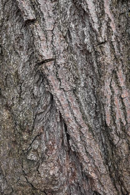 Tekstura Kory Starego Drzewa W Fotografii Makro Kora Drzewa Struktura