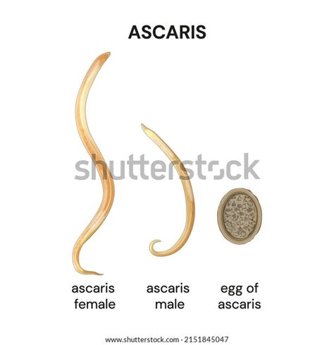 Ascaris Lumbricoides Male And Female