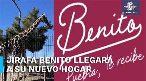 Jirafa Benito Prepara Maletas Para Viajar A Su Nuevo Hogar En Africam