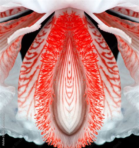 Zdjęcie Stock sex pussy vulva clitoris vagina Orgasm love