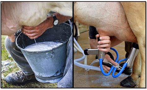Mastitis Prevention In Dairy Cattle Dairy Solution Pvt Ltd