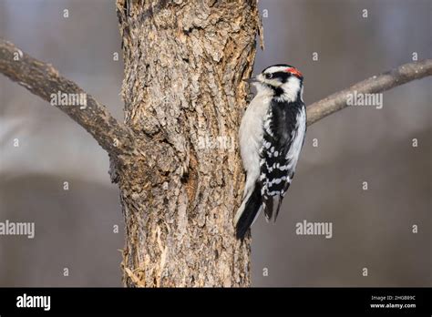Male Downy Woodpecker Dryobates Pubescens Stock Photo Alamy