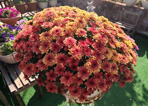 新型盆栽植物球菊花朵又美又可爱阳台养一棵三季有花看 球菊 盆栽 花朵 新浪新闻