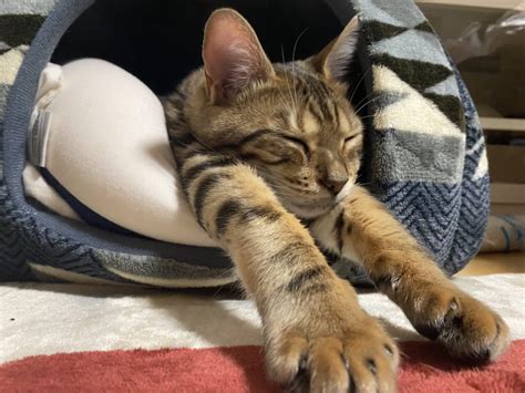 初心者にも飼いやすい猫ちゃんとは 浜松エリアの生活エンタメ情報はエネフィブログ