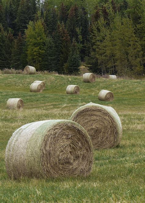 Fotos Gratis Paisaje Naturaleza C Sped Planta Heno Campo Granja