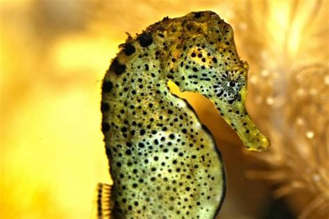 Caballitos De Mar Datos Curiosos Que Te Cautivar N Planeta Curioso