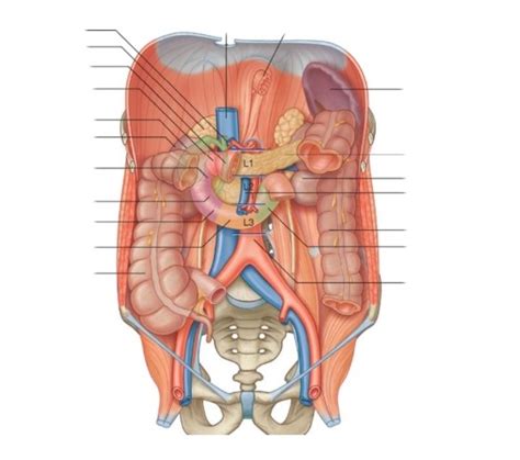 Abdomen 2 Diagram Quizlet