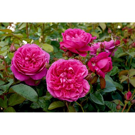 Antagonismus Vergütung Feuchtigkeit james austin rose Schlitz